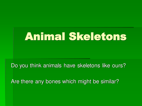Animal Skeletons | Teaching Resources