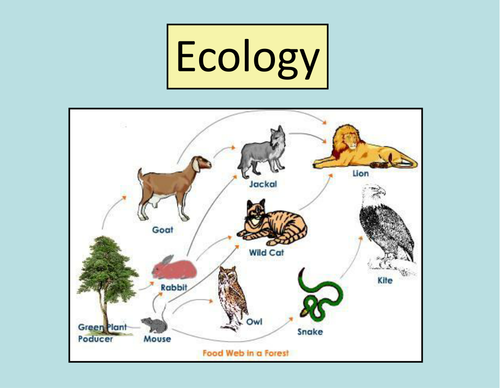 7C Ecology for SEN | Teaching Resources
