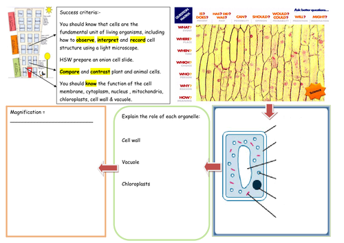 Plant cells | Teaching Resources
