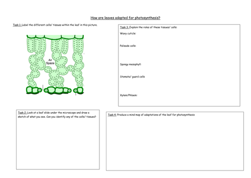 Leaf adaptations worksheet | Teaching Resources