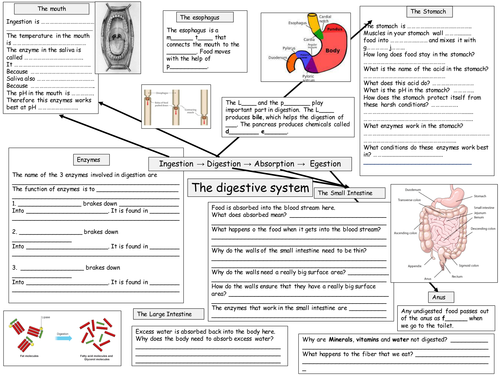 The digestive system A3 summary sheet. | Teaching Resources