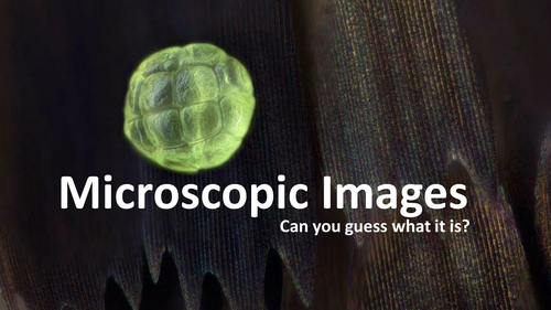 Amazing Images- Electron Microscope | Teaching Resources Amazing Images- Electron Microscope | Teaching Resources