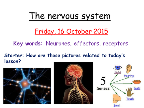 Nervous system and senses | Teaching Resources