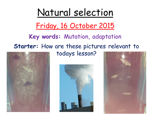 Natural selection topic 4 Edexcel | Teaching Resources