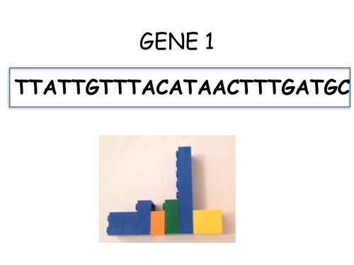 Transcription Translation game | Teaching Resources