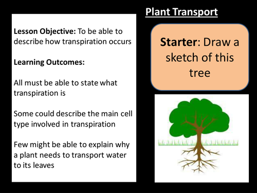 Plant transport | Teaching Resources