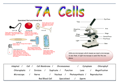 Year 7 Biology Literacy Mat by - UK Teaching Resources - TES