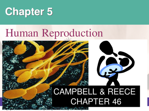 Life Sciences Human reproduction | Teaching Resources