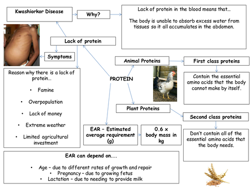 PPT of Protein and lack of protein in the body | Teaching Resources