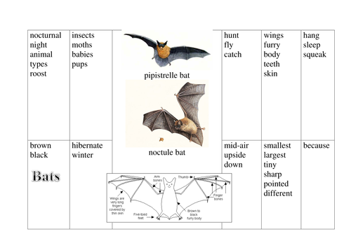 Bat writing prompt sheet | Teaching Resources