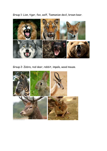 Predator prey starter | Teaching Resources