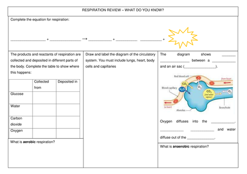 8B Respiration review | Teaching Resources