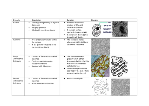 Eukaryotic organelles hand out | Teaching Resources