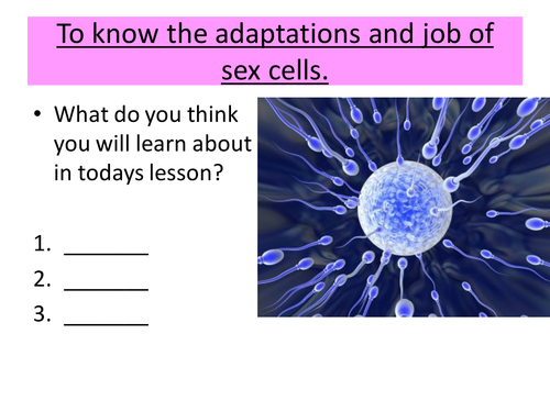Fertilization | Teaching Resources