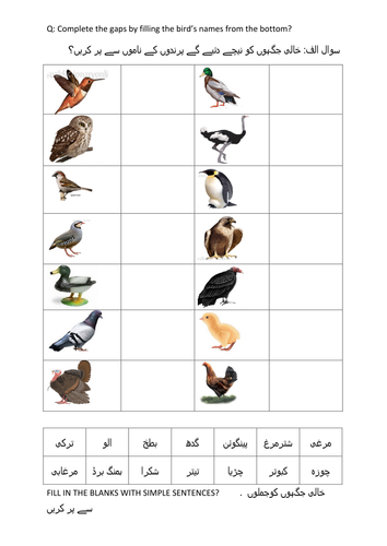 Birds in Urdu | Teaching Resources